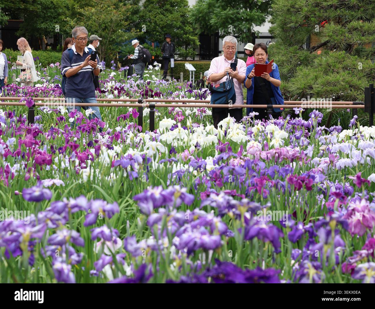 Approximately 6,000 iris flowers and 200 species bloom at Horikiri ...