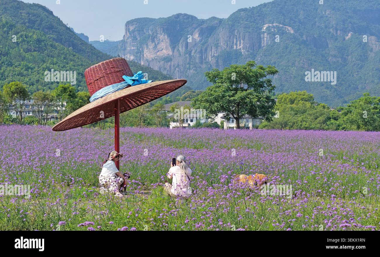 Verbena flowers bloom at a rural tourism site in Xianju County, Taizhou ...