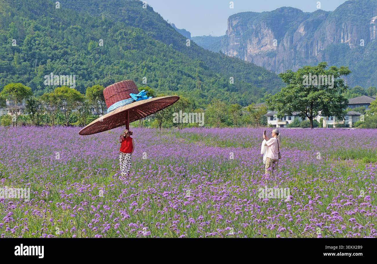 Verbena flowers bloom at a rural tourism site in Xianju County, Taizhou ...