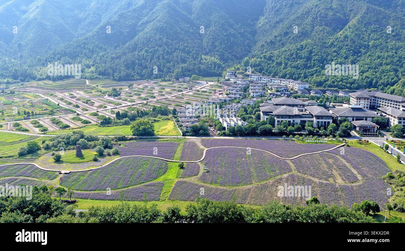 Verbena flowers bloom at a rural tourism site in Xianju County, Taizhou ...