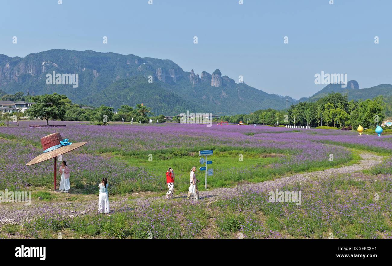 Verbena flowers bloom at a rural tourism site in Xianju County, Taizhou ...