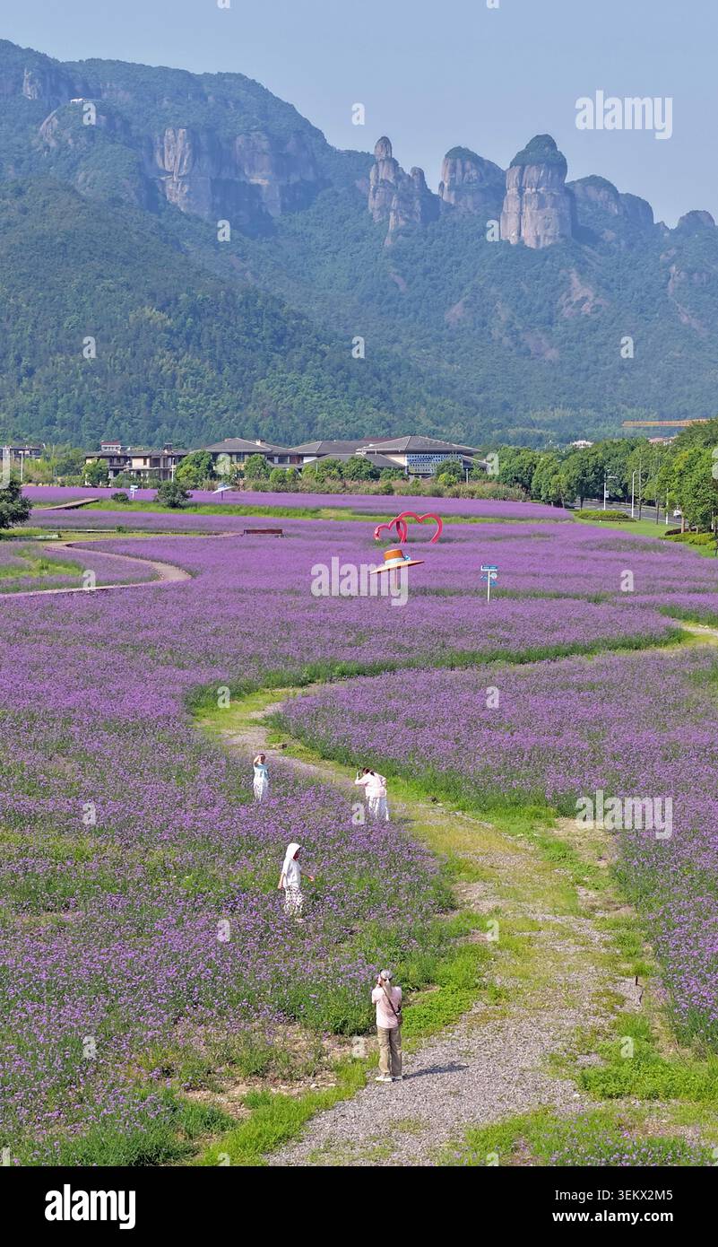 Verbena flowers bloom at a rural tourism site in Xianju County, Taizhou ...