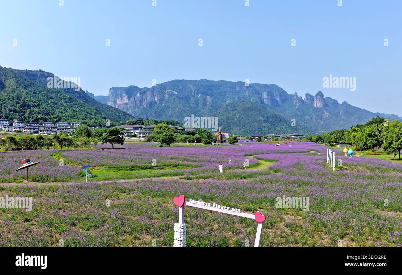 Verbena flowers bloom at a rural tourism site in Xianju County, Taizhou ...