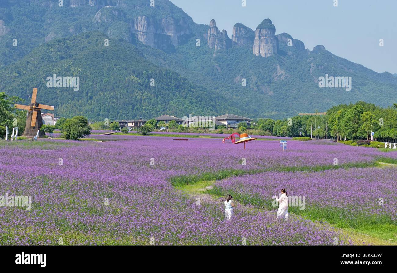 Verbena flowers bloom at a rural tourism site in Xianju County, Taizhou ...