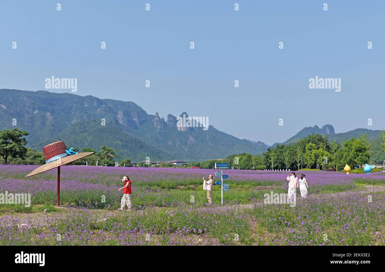 Verbena flowers bloom at a rural tourism site in Xianju County, Taizhou ...