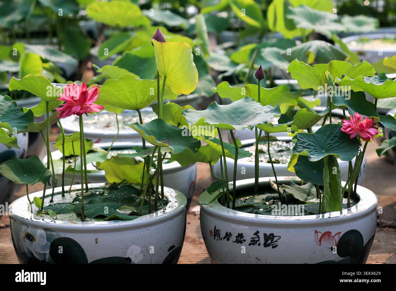 Dozens of potted lotuses cultivated through gamma-ray mutagenesis bloom ...