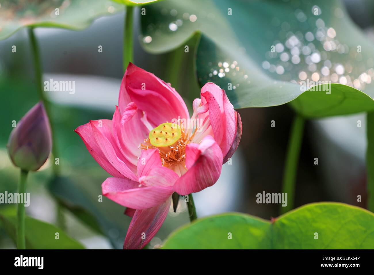 Dozens of potted lotuses cultivated through gamma-ray mutagenesis bloom ...