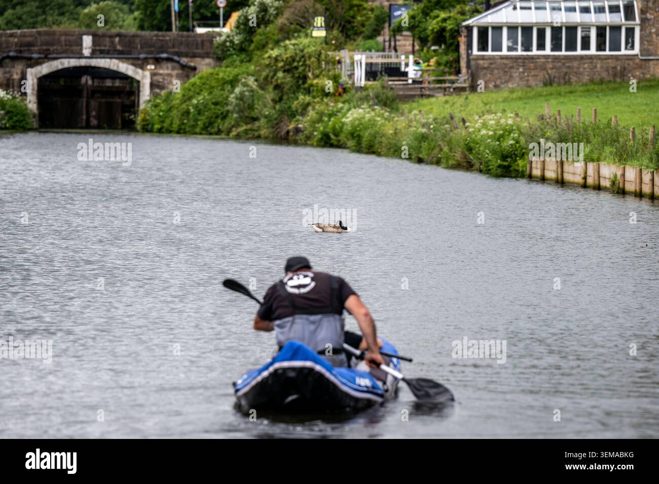 Chorley, UK. 2 June 2026. A Canadian Goose can be seen with a fishing ...