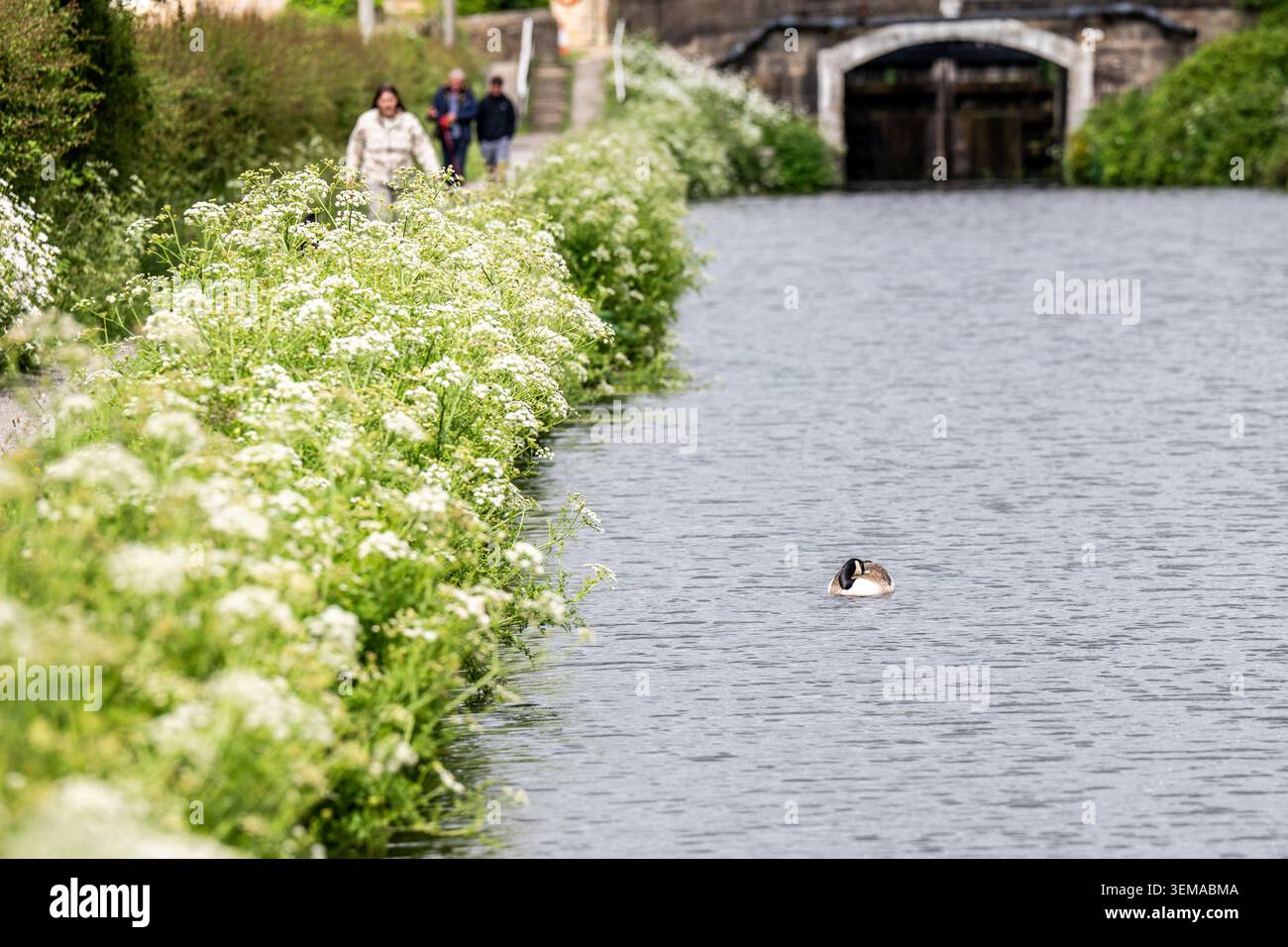 Chorley, UK. 2 June 2026. A Canadian Goose can be seen with a fishing ...