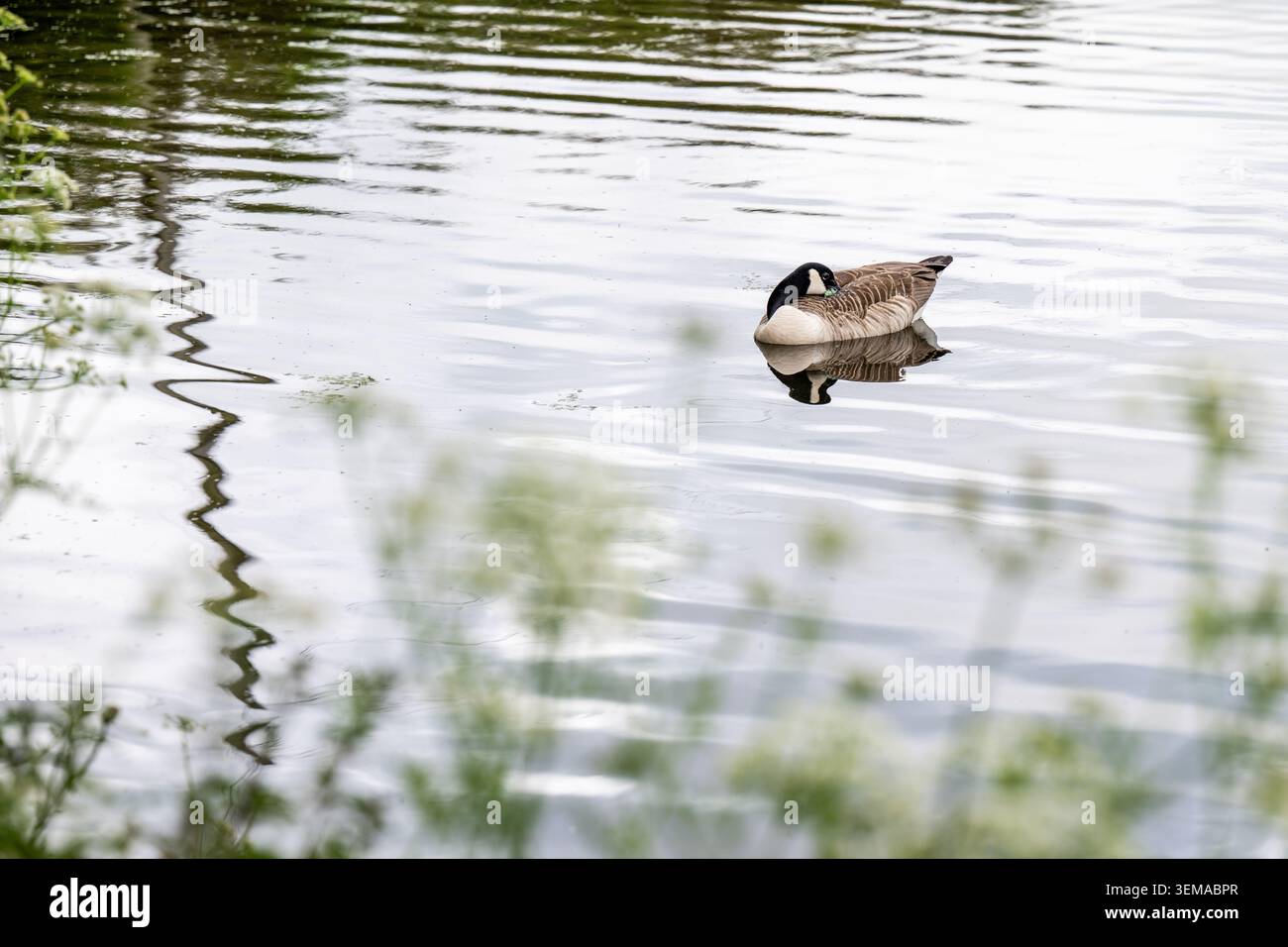 Chorley, UK. 2 June 2026. A Canadian Goose can be seen with a fishing ...