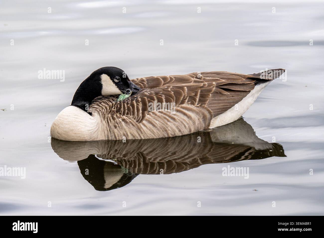 Chorley, UK. 2 June 2026. A Canadian Goose can be seen with a fishing ...