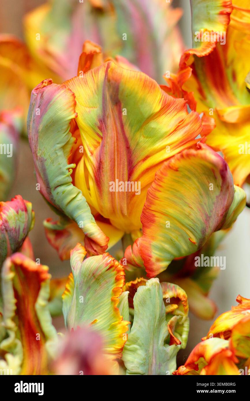 Tulipa Rasta Parrot Stock Photo - Alamy