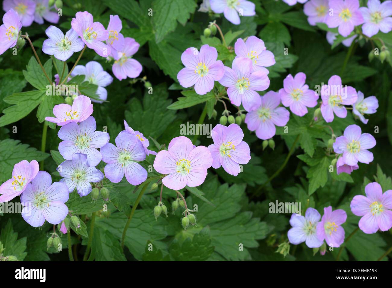 Geranium Vickie Lynn Stock Photo - Alamy