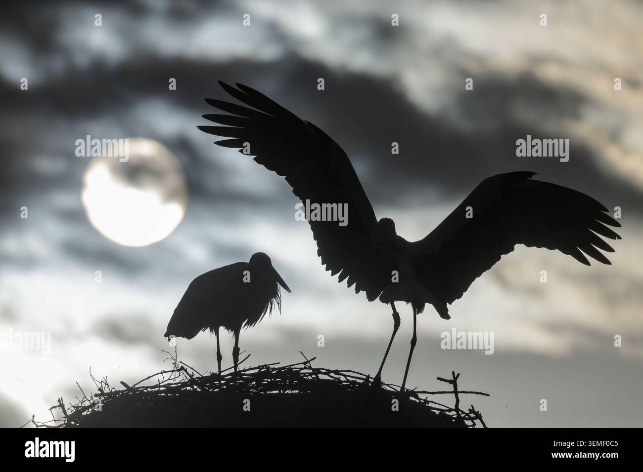 07 June 2026, Baden-Württemberg, Riedlingen: Storks stand in their nest ...