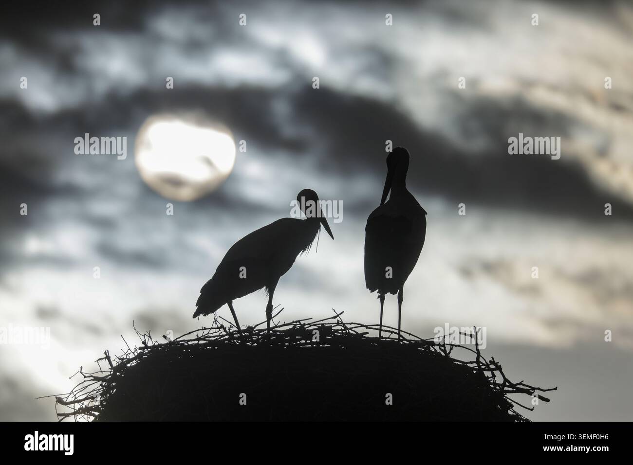 07 June 2026, Baden-Württemberg, Riedlingen: Storks stand in their nest ...