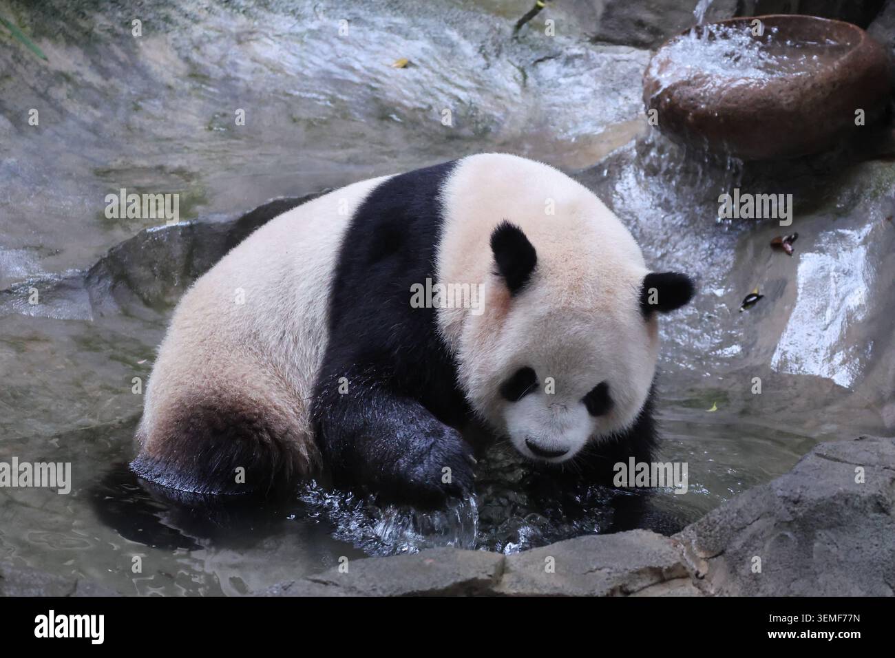 CHONGQING, CHINA - JUNE 7, 2026 - Giant Panda 'Chonchong' Bathing at ...