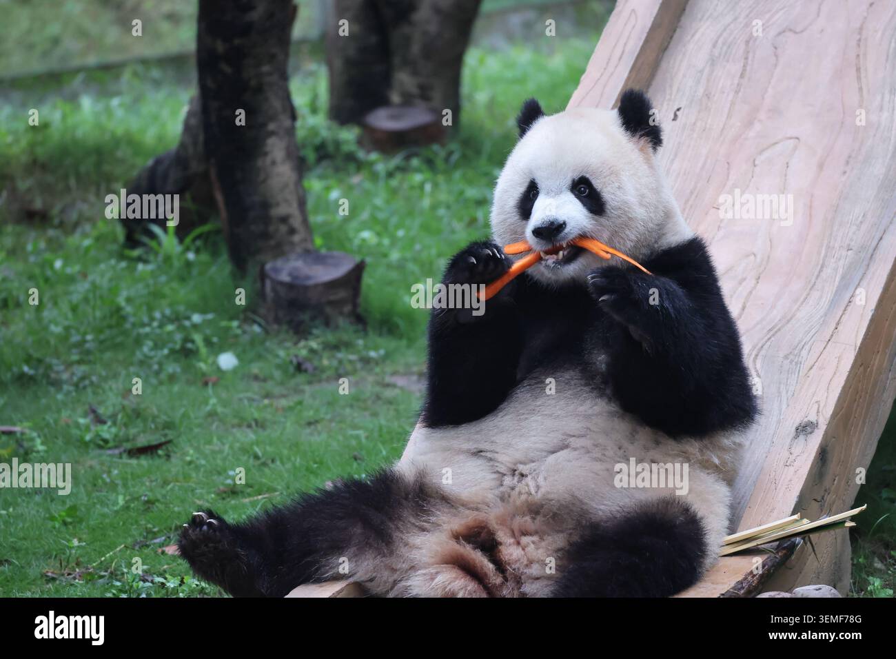 CHONGQING, CHINA - JUNE 7, 2026 - Giant panda 'Yu Ai' eating fruits at ...