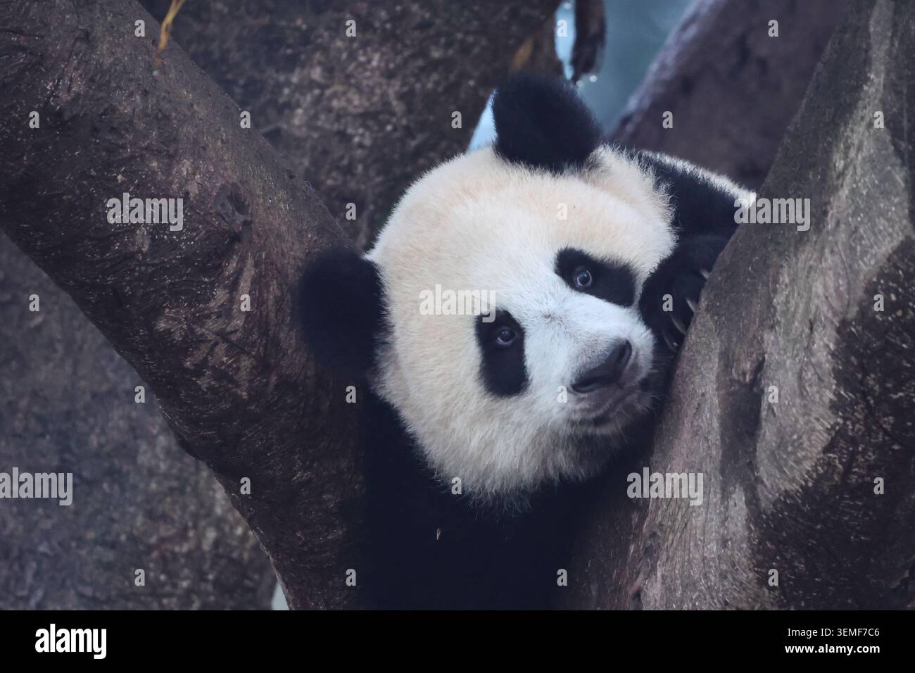 CHONGQING, CHINA - JUNE 7, 2026 - Giant Panda 'Xiaoyueliang' Climbing a ...