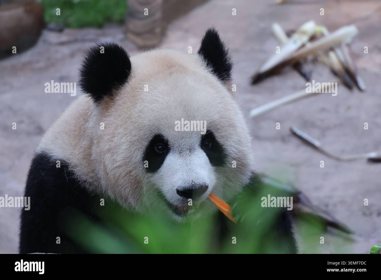 CHONGQING, CHINA - JUNE 7, 2026 - Giant panda 'Yu Ai' eating fruits at ...