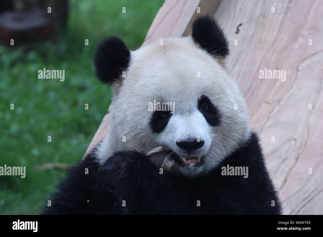 CHONGQING, CHINA - JUNE 7, 2026 - Giant panda 'Yu Ai' eating bamboo ...