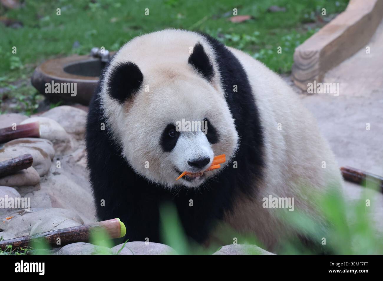 CHONGQING, CHINA - JUNE 7, 2026 - Giant panda 'Yu Ai' eating fruits at ...