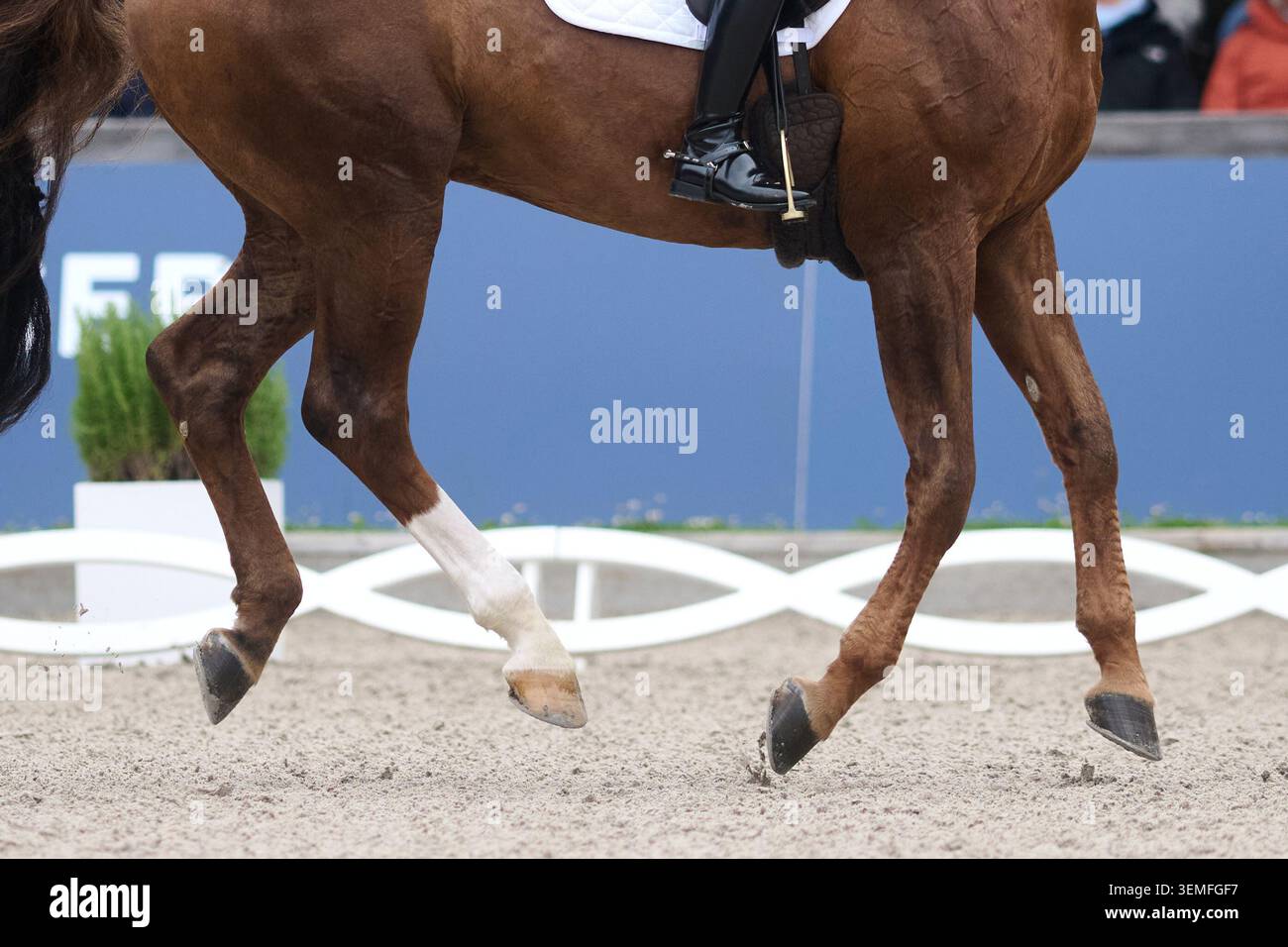 07 June 2026, North Rhine-Westphalia, Balve: Equestrian Dressage ...
