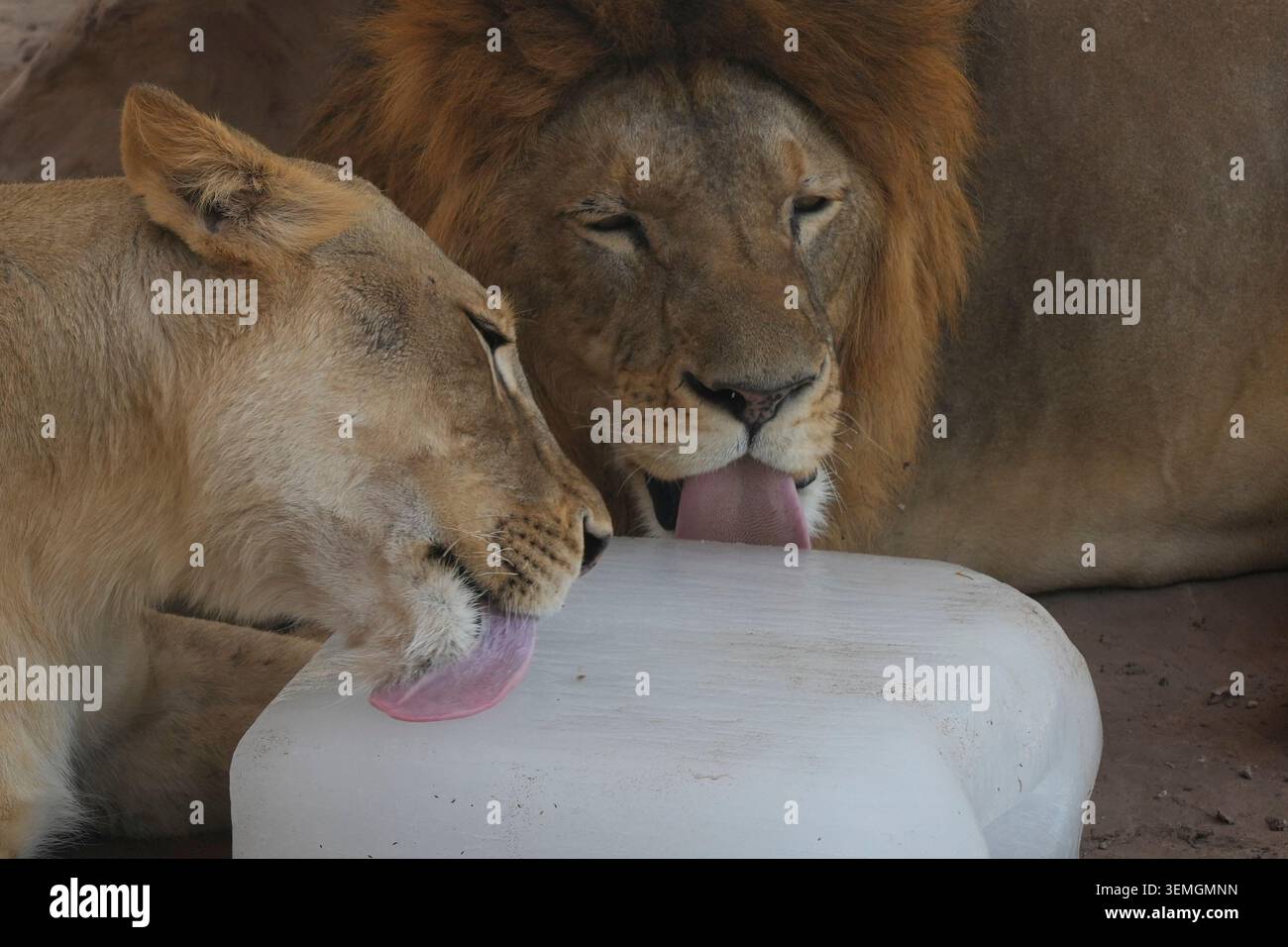 Lion and lioness cools off by licking a slab of ice during hot weather ...