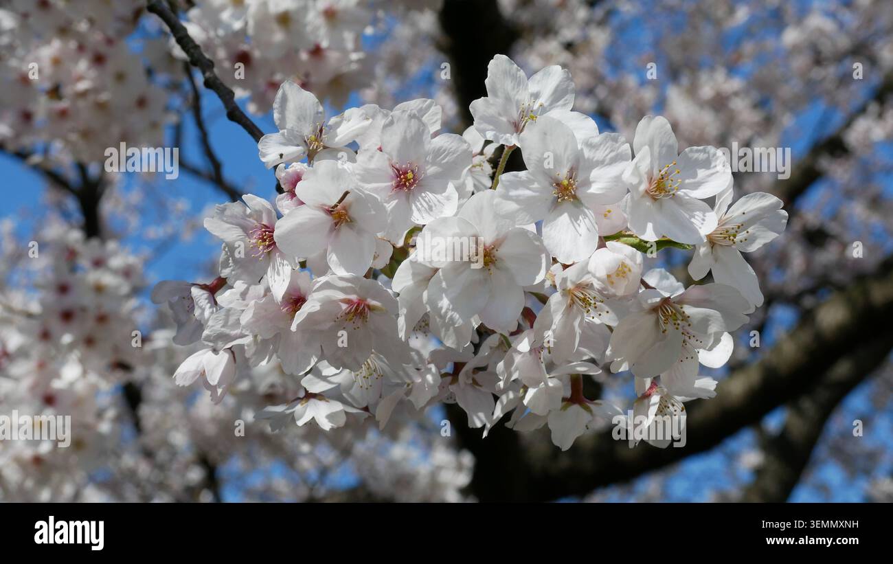 Beautiful Sakura Flowers at a Public Park in Fukuoka City, Japan Stock ...
