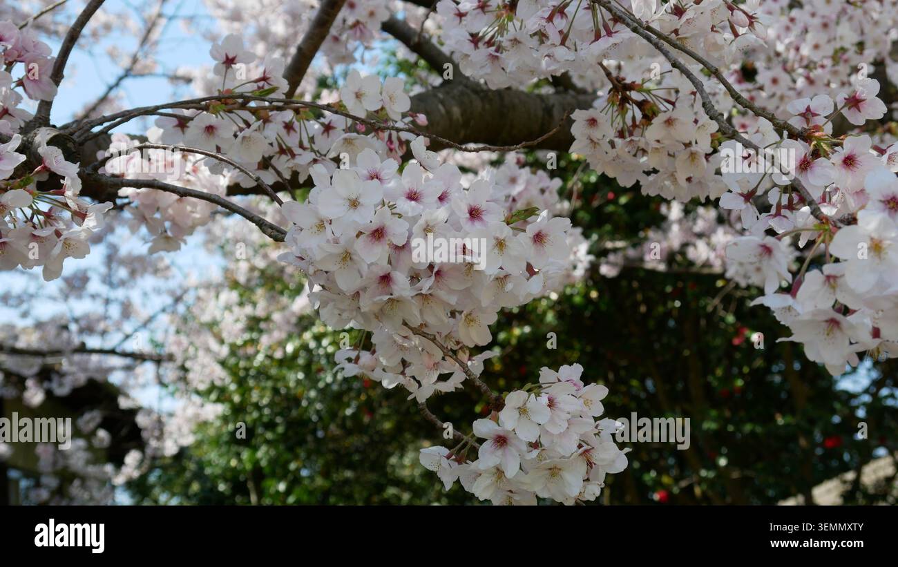 Beautiful Sakura Flowers at a Public Park in Fukuoka City, Japan Stock ...