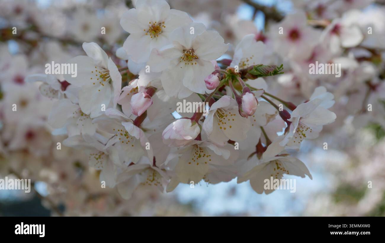Close-up of beautiful Sakura Flowers (Cherry Blossoms) at a Park in ...