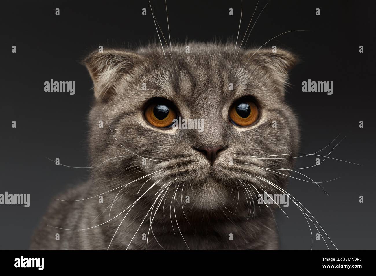 Closeup Scottish Fold Cat on Black Background Stock Photo - Alamy