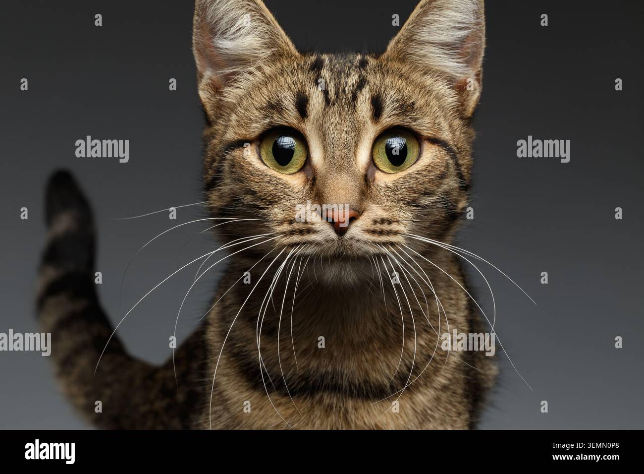 Brown tabby cat close-up portrait looking straight at camera with green ...
