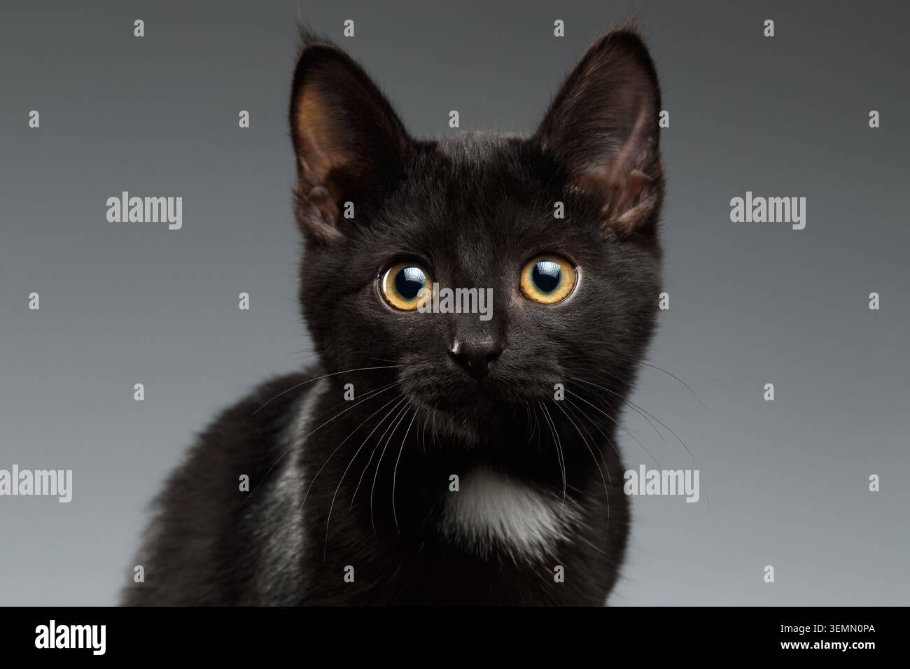 Closeup portrait of Black and white Kitten on Gray Background Stock ...