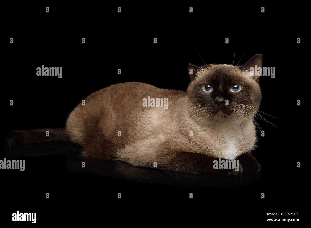 Injured siamese cat with cropped ear lying down isolated on black ...