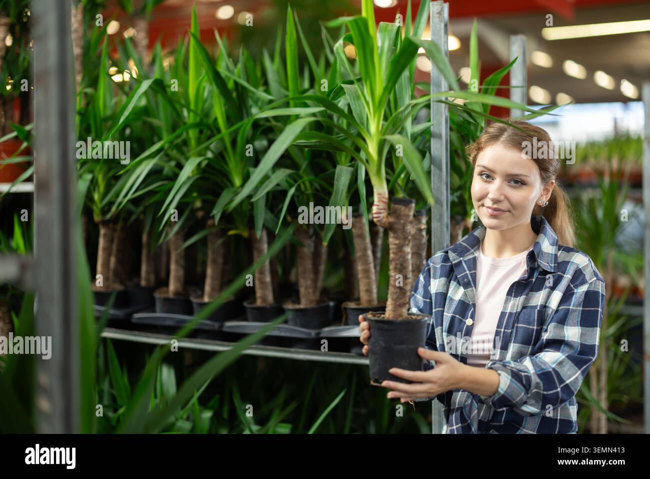 Florist girl moves elephantipes flowers pots in greenhouse Stock Photo ...