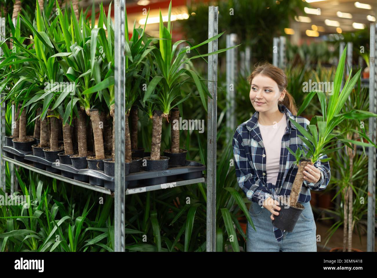 Florist girl moves elephantipes flowers pots in greenhouse Stock Photo ...