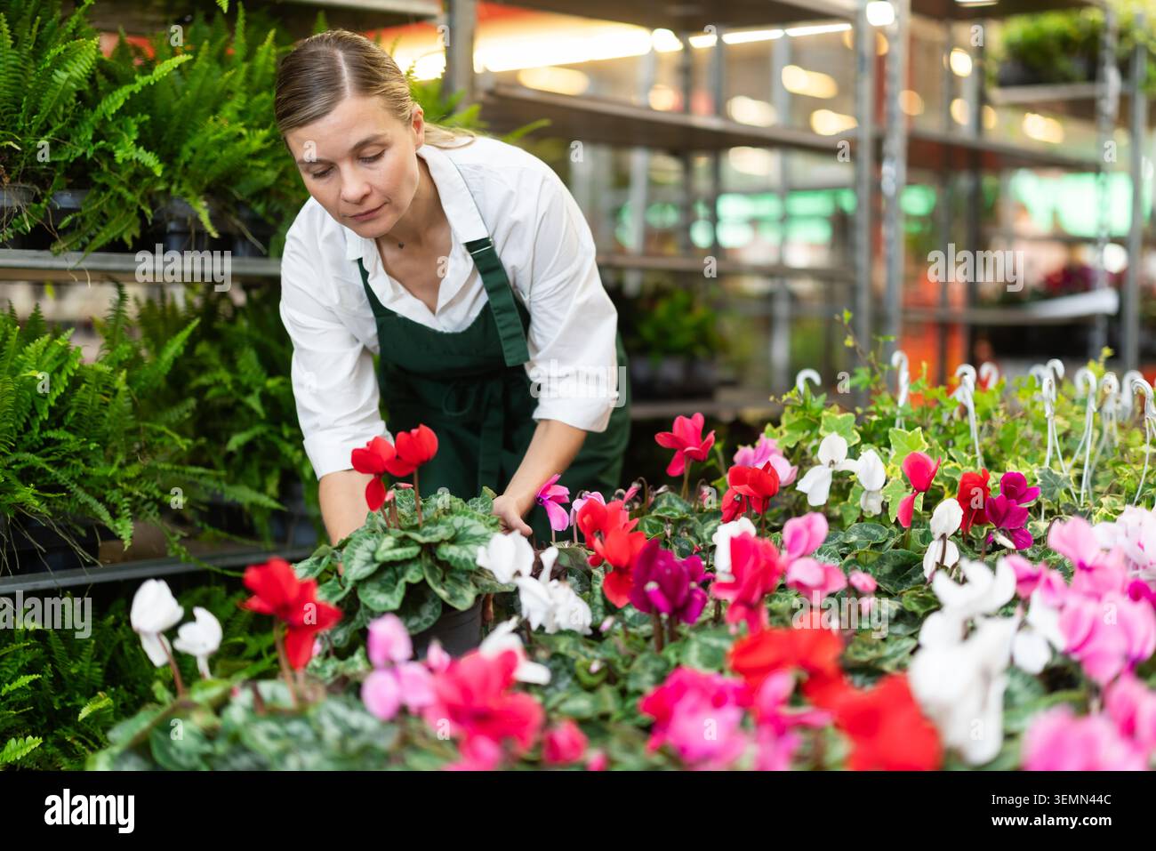 Large supply of cyclamen blossom plants in warehouse flower shop ...