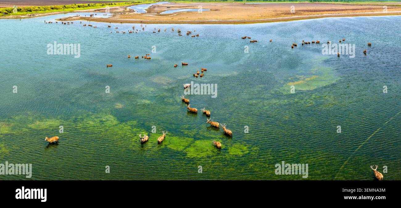Wild elks forage and roam freely in the lush Tiaozini Wetland under ...