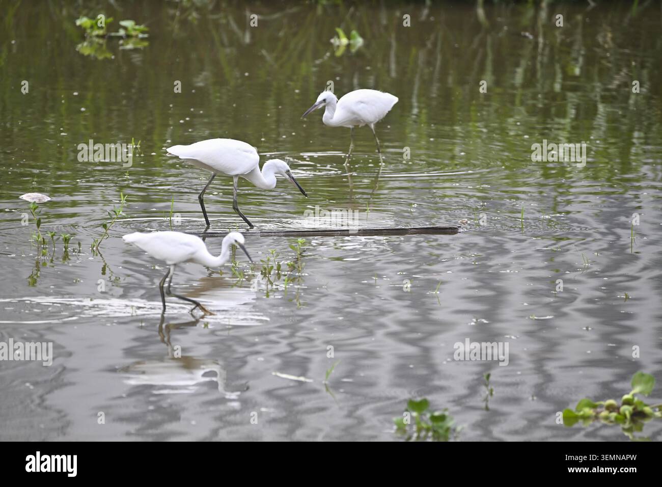 Egrets inhabit and forage in Rose Lake Park, Wuzhou, south China's ...