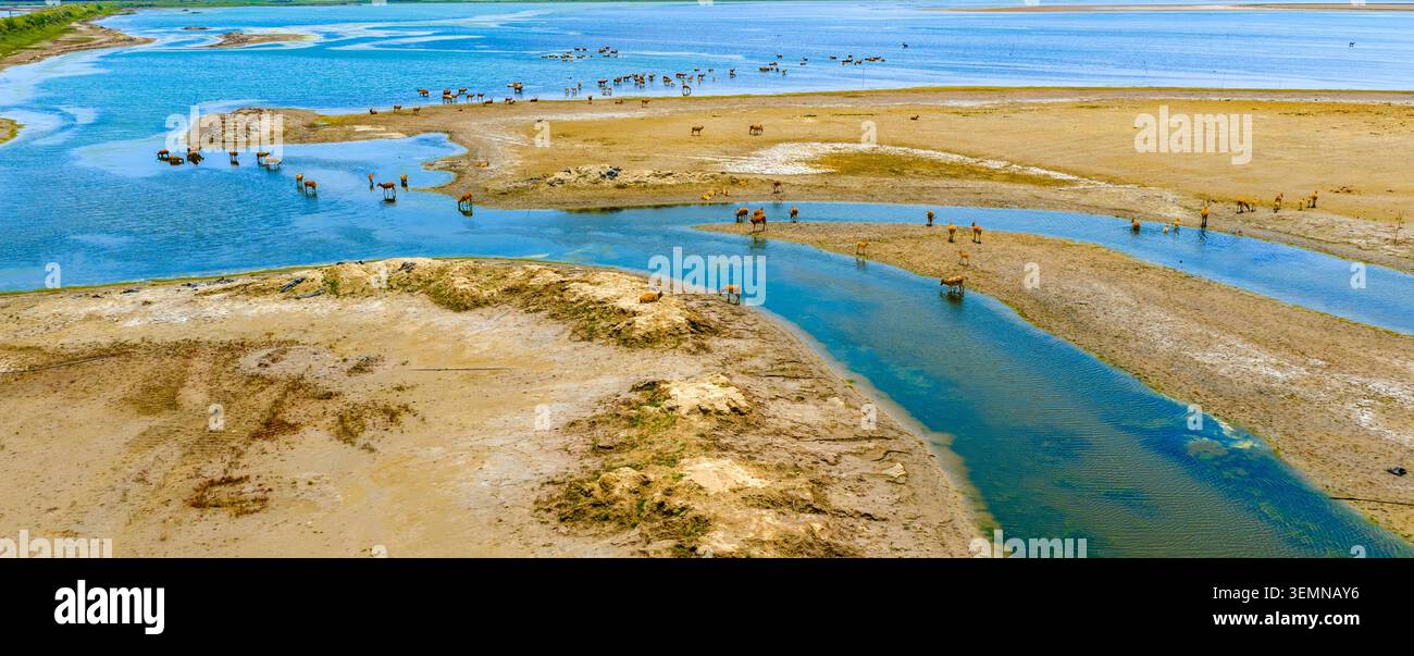 Wild elks forage and roam freely in the lush Tiaozini Wetland under ...
