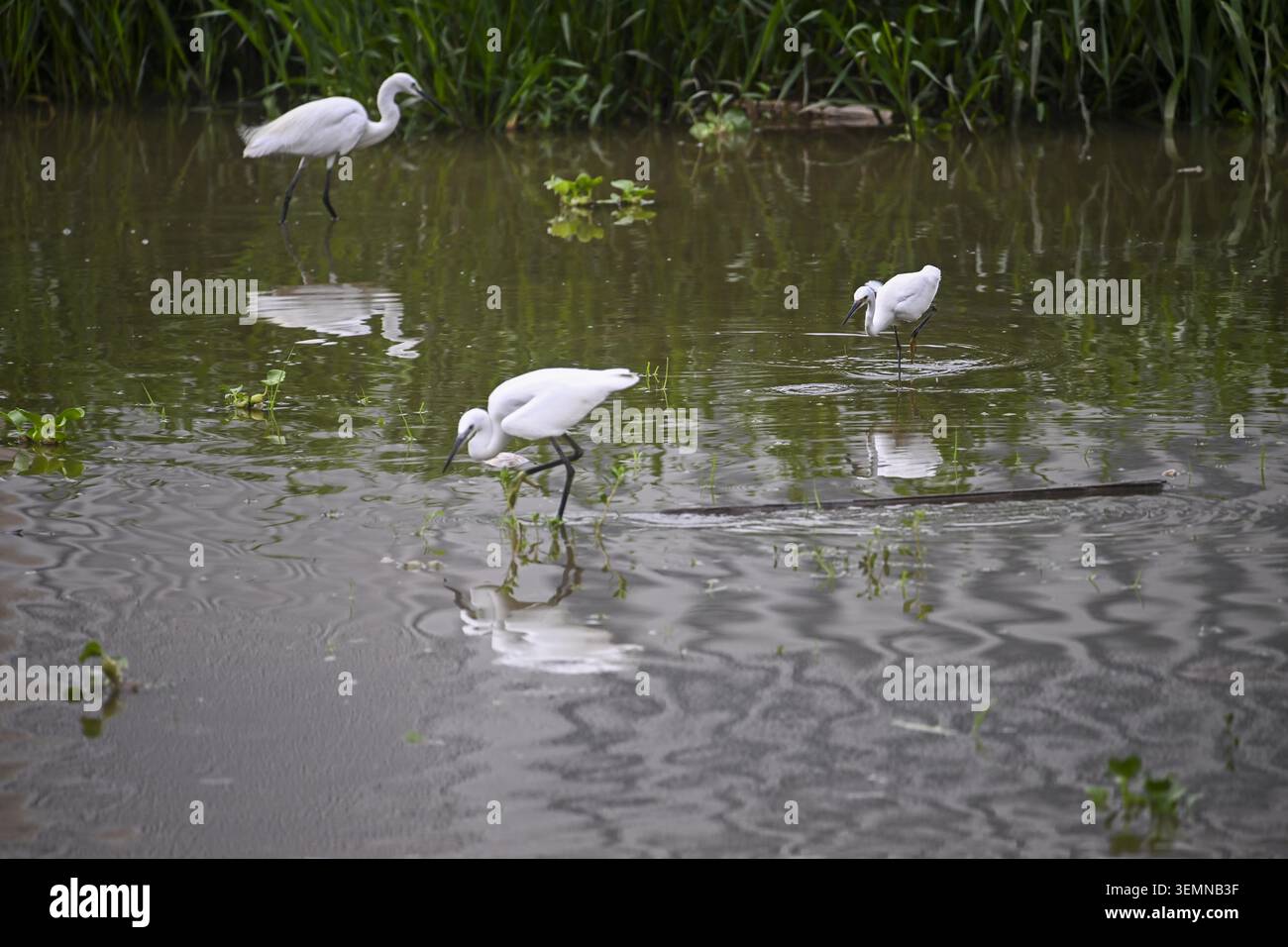 Egrets inhabit and forage in Rose Lake Park, Wuzhou, south China's ...