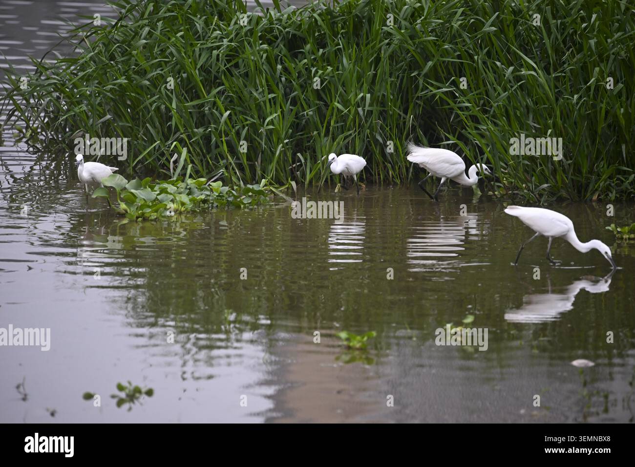 Egrets inhabit and forage in Rose Lake Park, Wuzhou, south China's ...