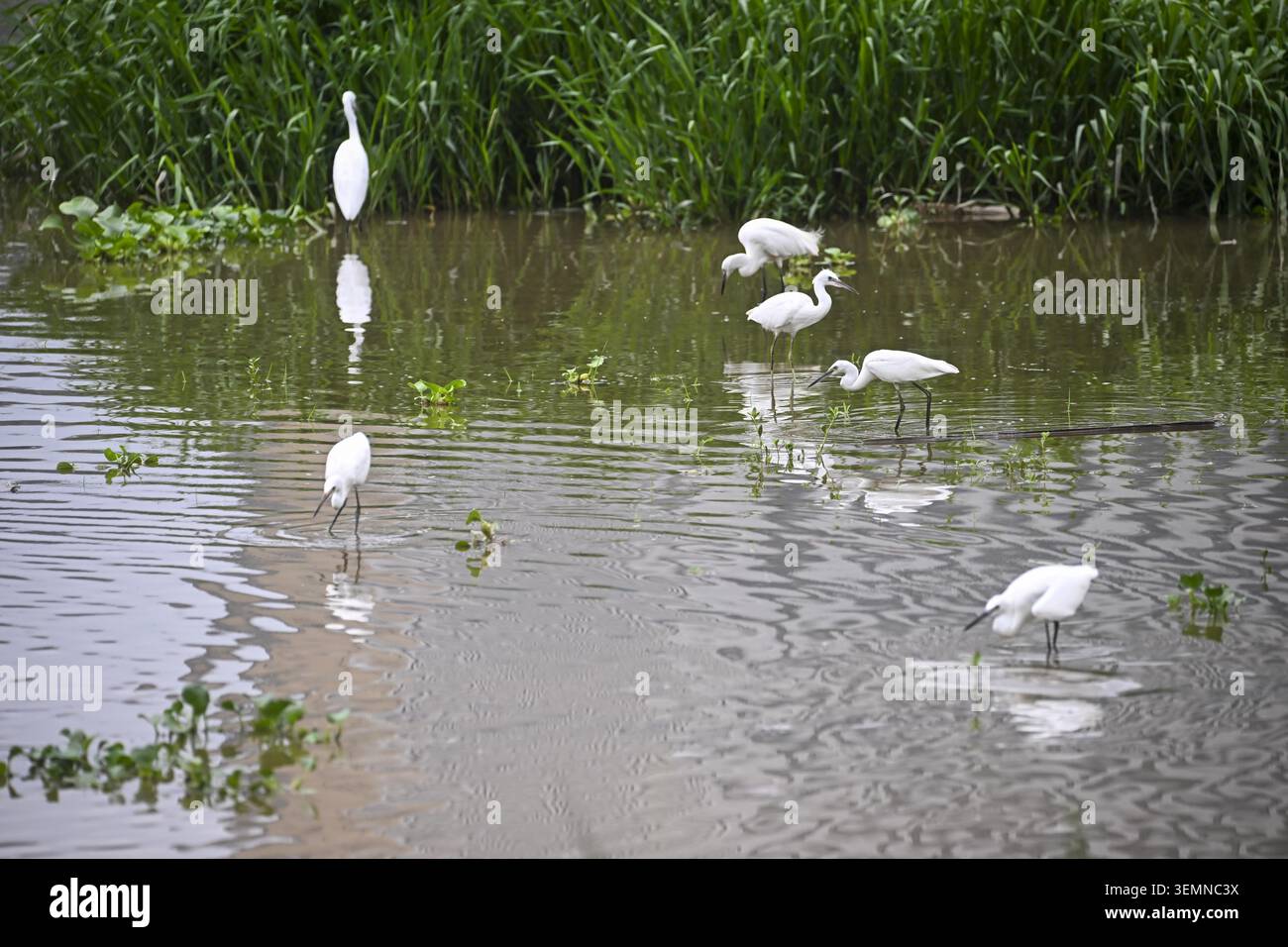 Egrets inhabit and forage in Rose Lake Park, Wuzhou, south China's ...