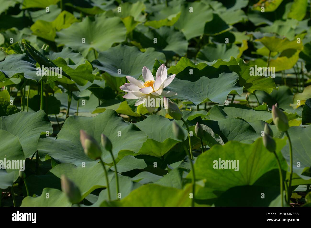 Tourists take photos of blooming lotus flowers at Lotus Pool Park in ...