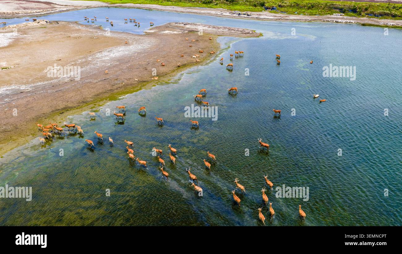 Wild elks forage and roam freely in the lush Tiaozini Wetland under ...
