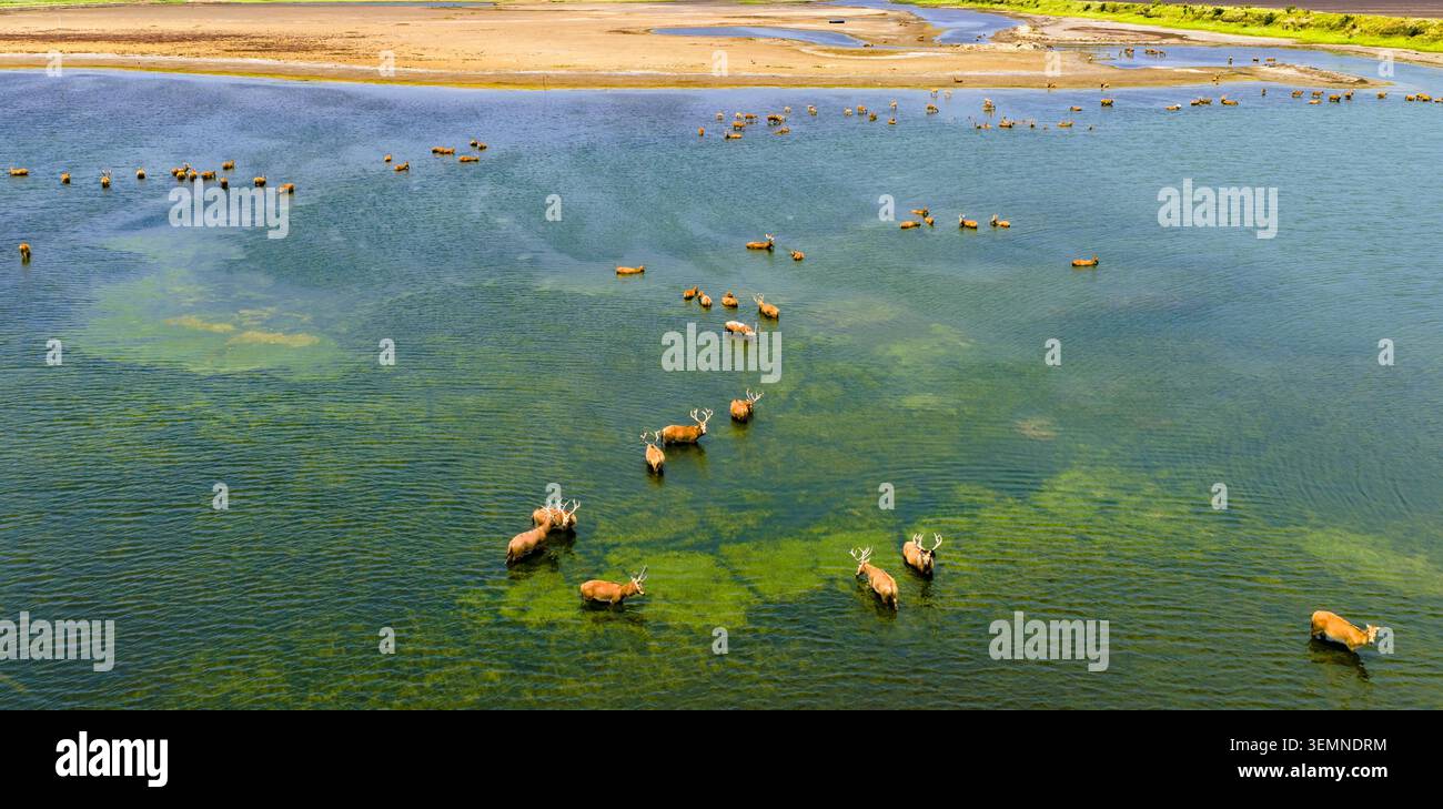 Wild elks forage and roam freely in the lush Tiaozini Wetland under ...