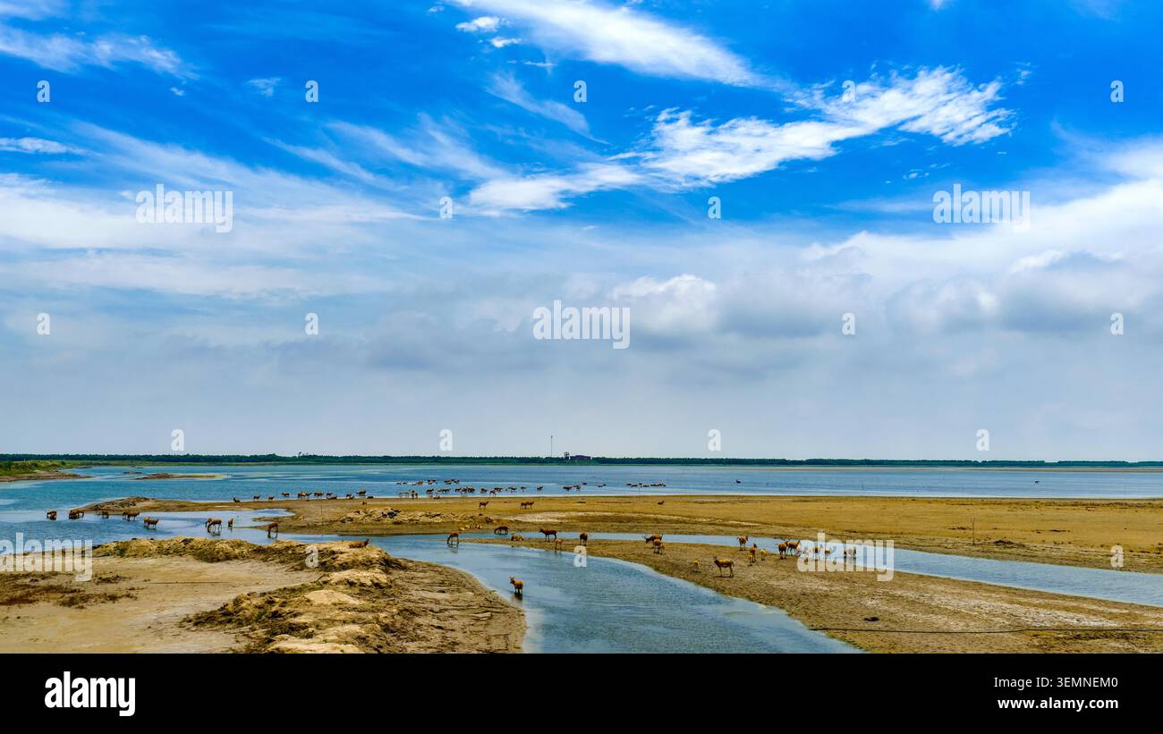 Wild elks forage and roam freely in the lush Tiaozini Wetland under ...