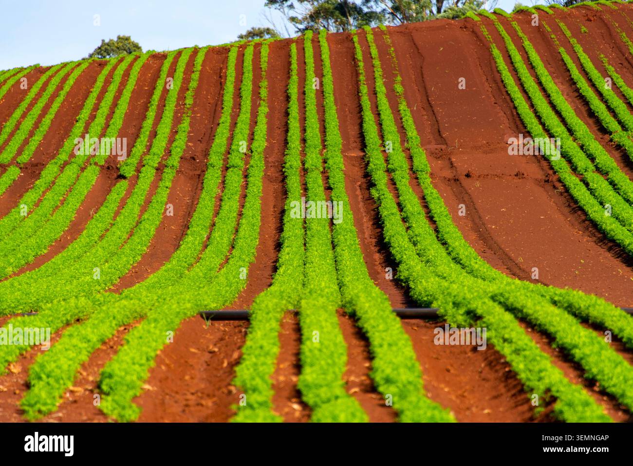 Agricultural Field in North West Tasmania Stock Photo - Alamy