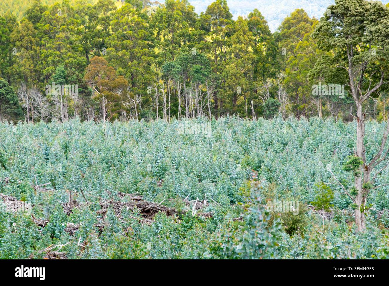 Tasmanian Blue Gum Tree Plantation Stock Photo - Alamy