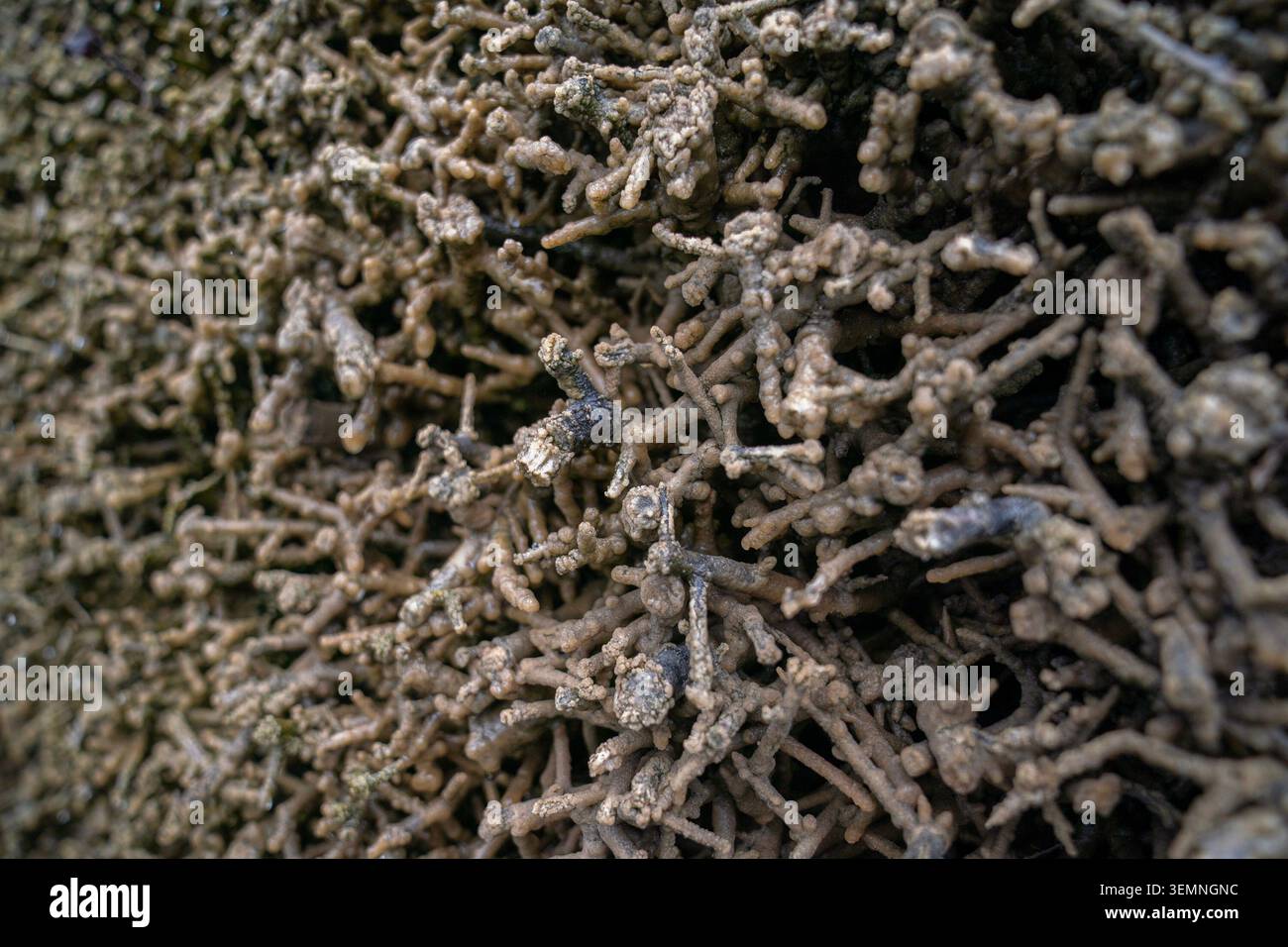 Branches of Blackthorn that are used in the graduation tower at ...